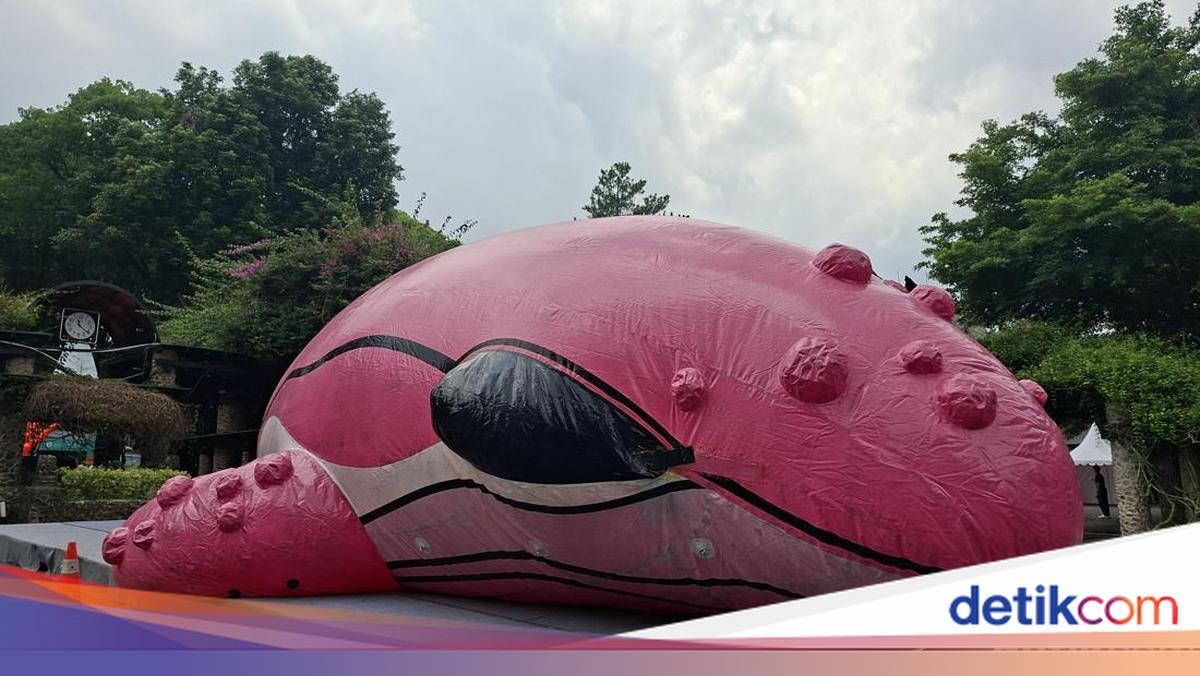 Runa, Paus Pink Raksasa Pembawa Pesan Mulia