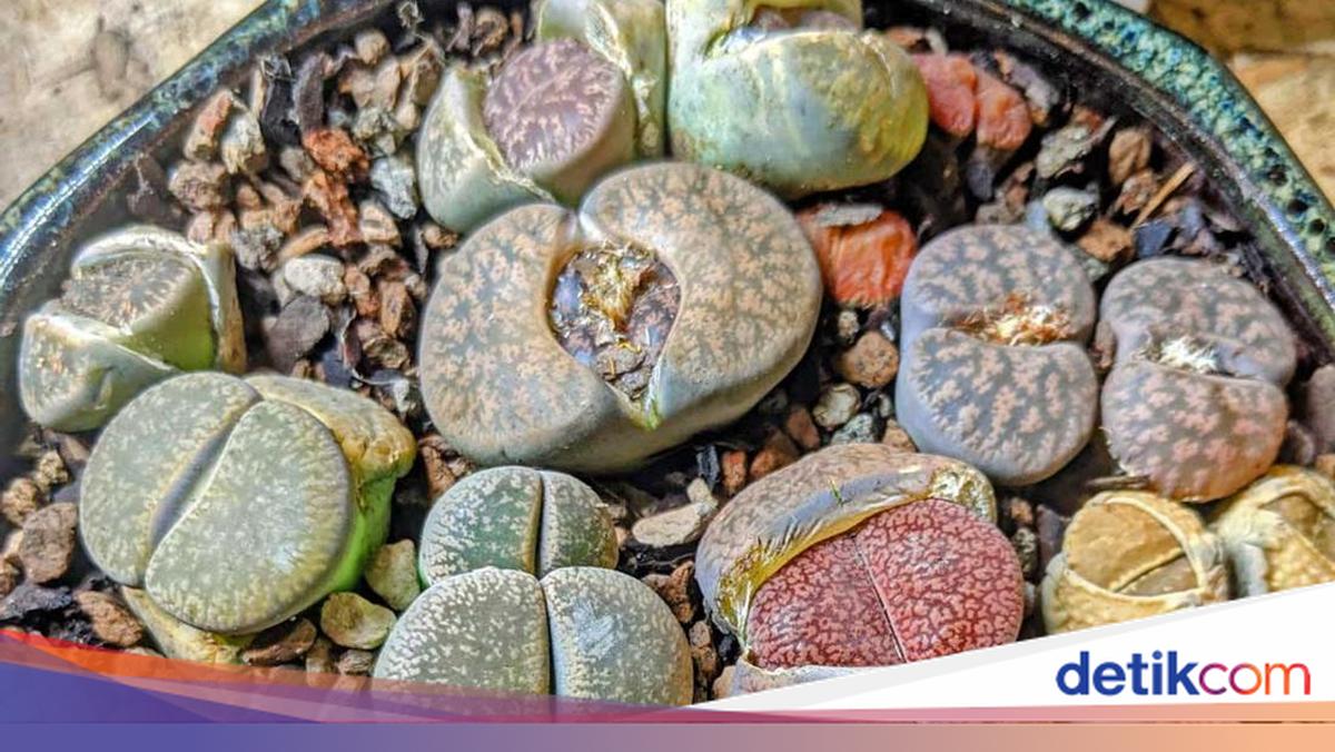 Tanaman Unik Ini Tampak Seram dan Menakutkan, Tapi Nyata!