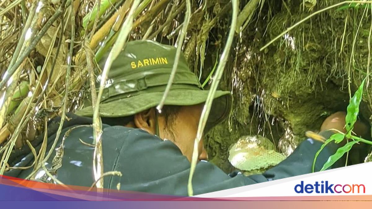 Kisah Hidup Sardot, Sang Pejuang Rupiah dan Pemburu Sarang Lebah