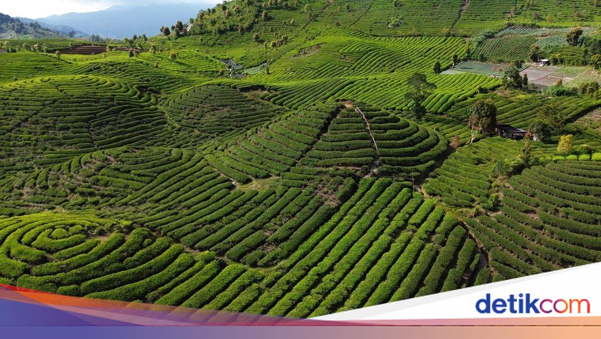 Kebun Teh Gunung Talang, Surga Hijau di Tanah Minang