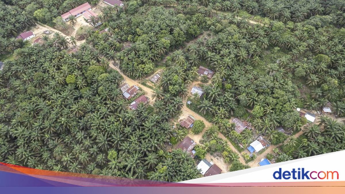 Apakah Pohon Sawit Bisa Menyerap Air? Ini Fungsi dan Dampaknya bagi ...