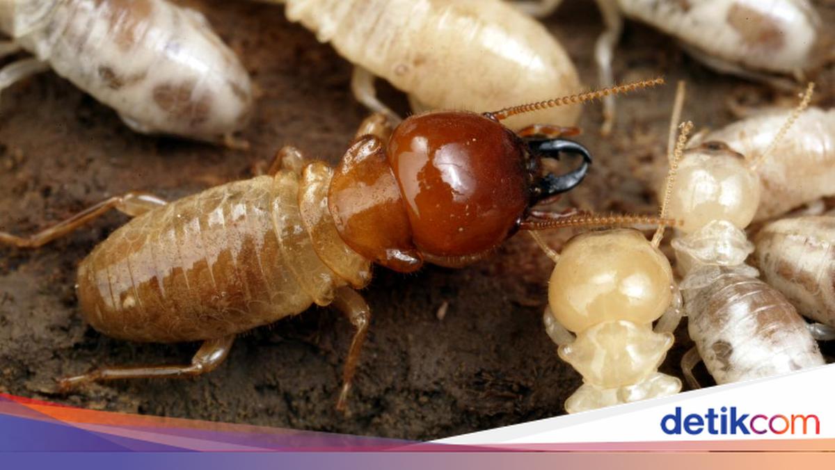 Sederet Tempat Persembunyian Rayap di Rumah yang Perlu Diketahui