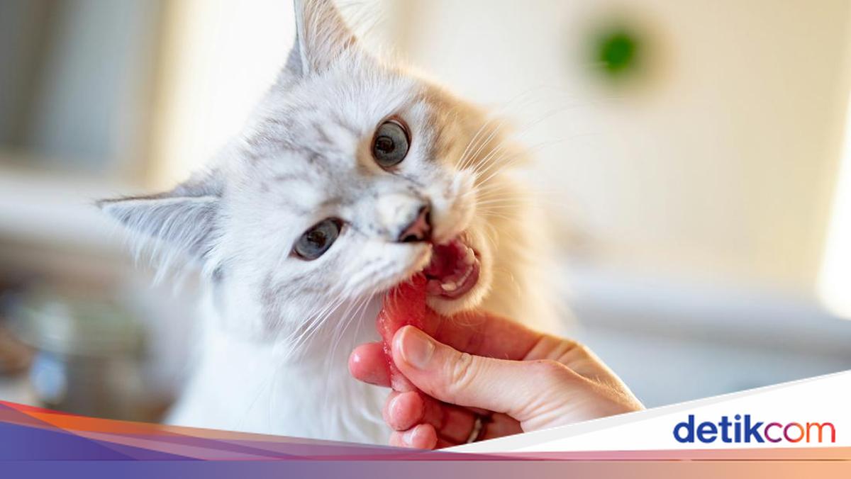 Kucing Boleh Makan Udang atau Tidak? Simak Faktanya!