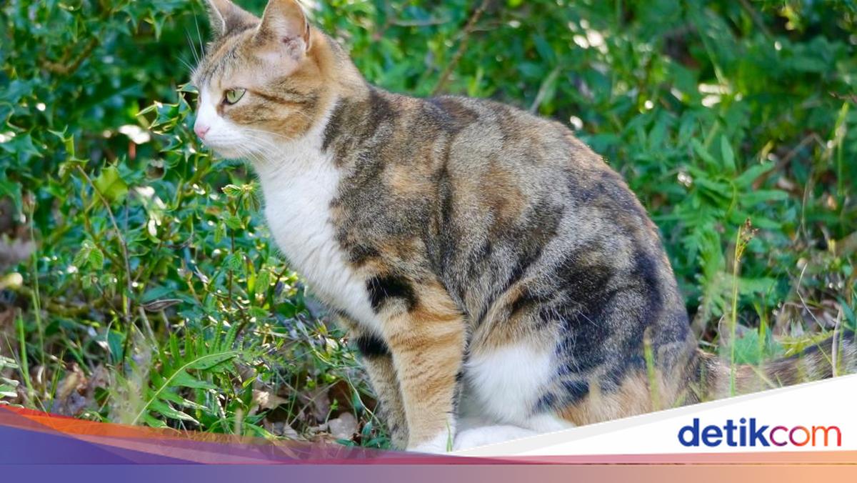 8 Tips agar Kucing Tidak Berak di Halaman Rumah, Mudah dan Tanpa Menyakiti!