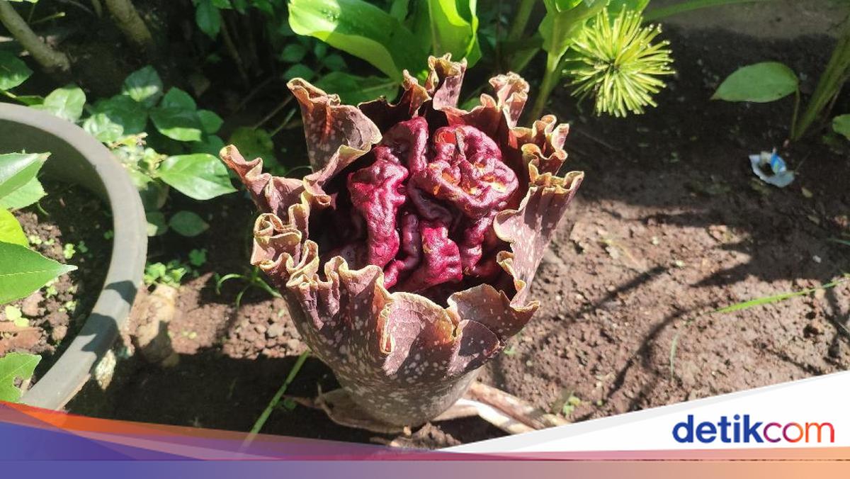 Bunga Bangkai Bermunculan di Ciamis, Tandai Dimulainya Musim Hujan