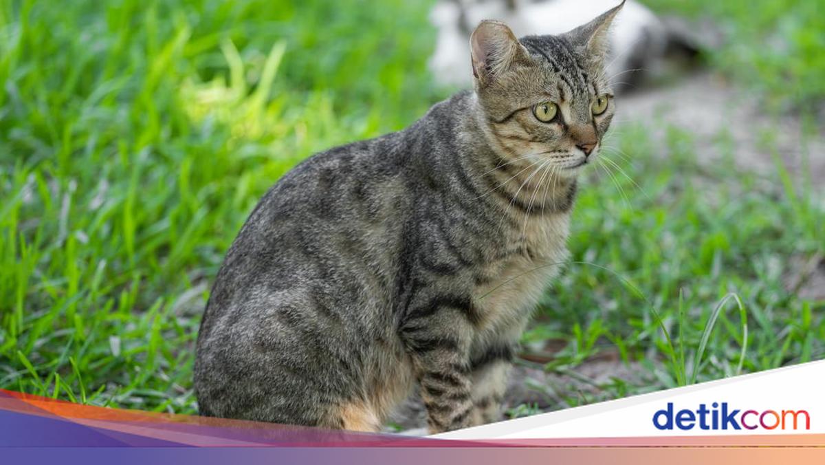 Cara Mengusir Kucing dengan Bahan Alami, Bisa Pakai 5 Hal Ini