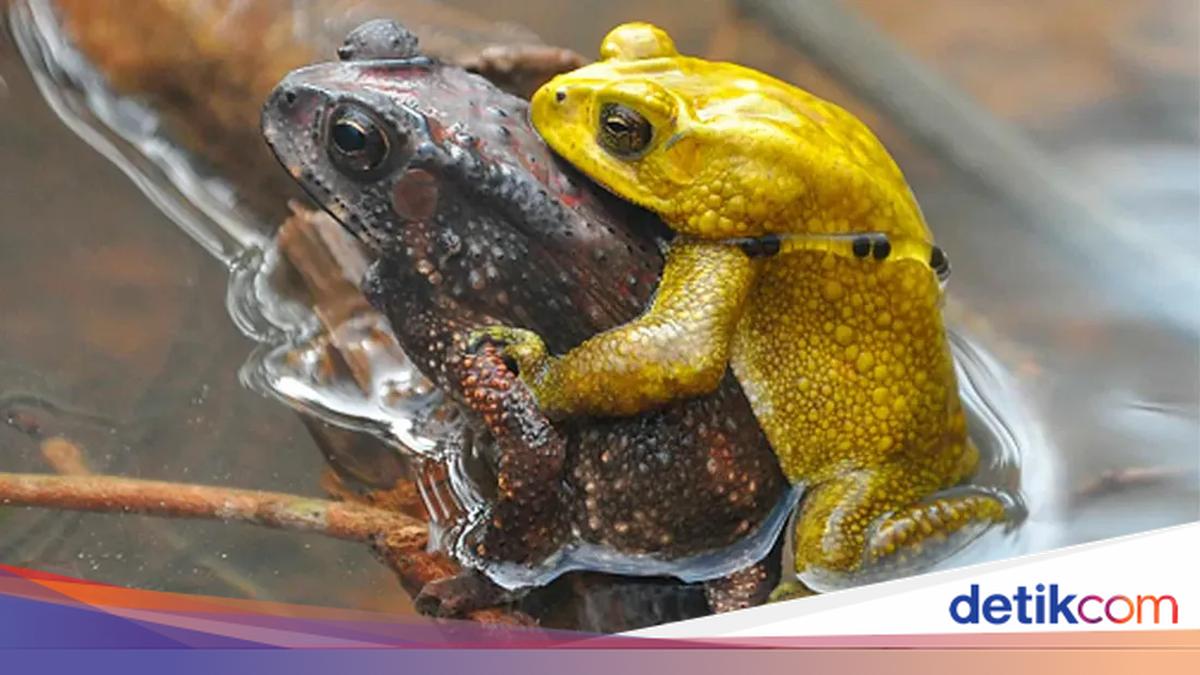Kodok Ajaib yang Berubah Kuning Cerah Hanya Dua Hari Setahun