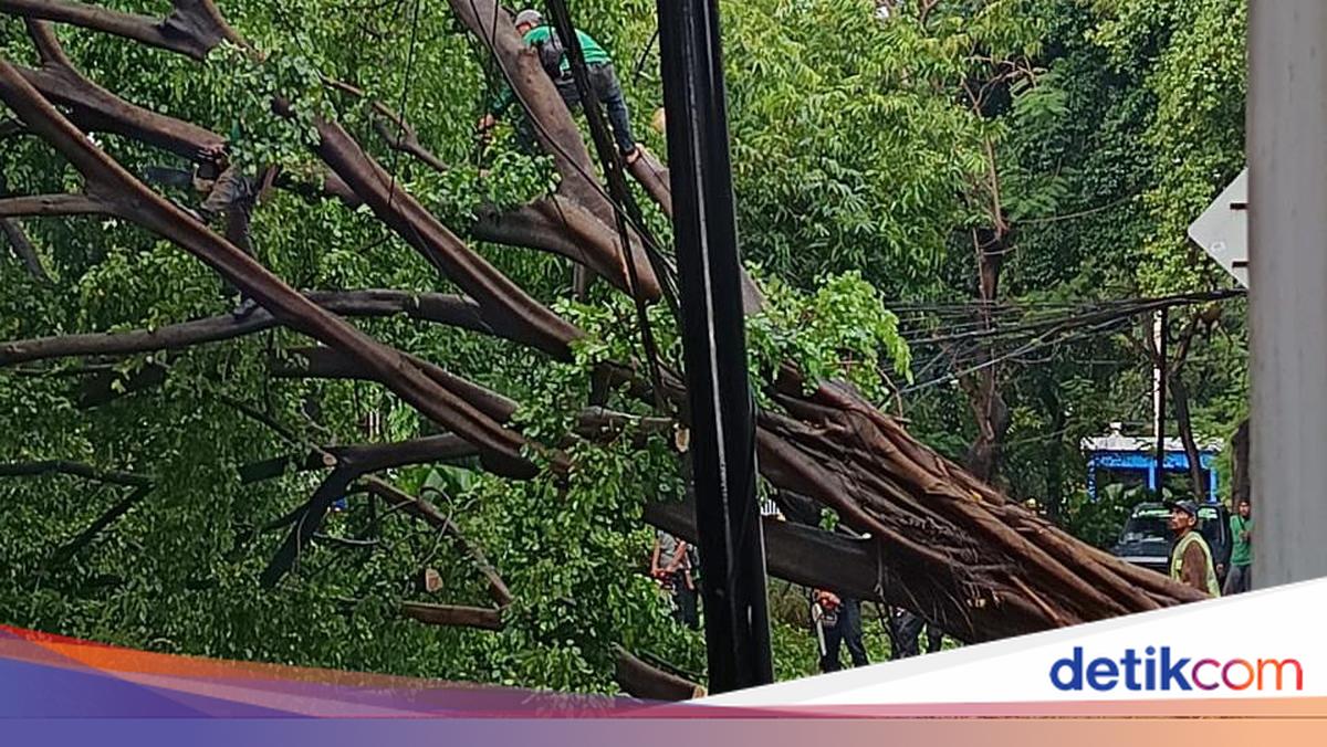 Pohon Beringin Besar di Menteng Tumbang, Badan Jalan Tertutup
