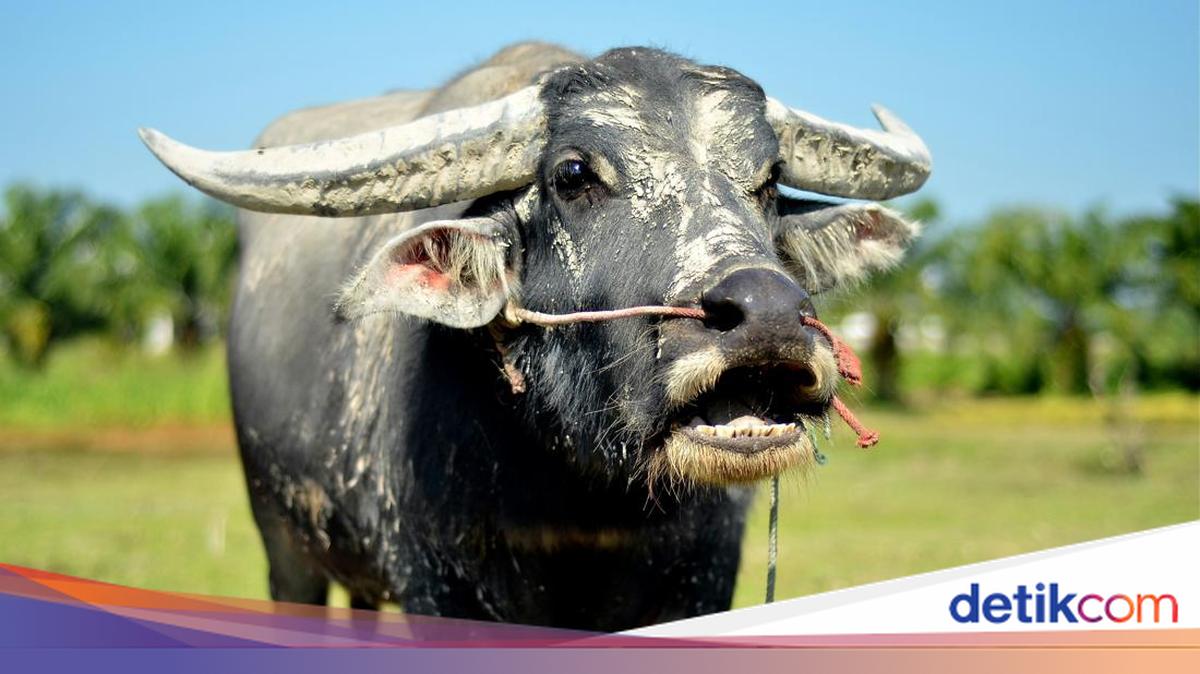 Duel Sapi Vs Kerbau, Siapa yang Terkuat?