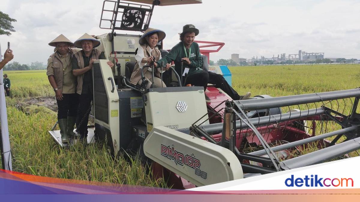 Momen Meutya Hafid Naik Combi Padi Saat Panen di Sragen