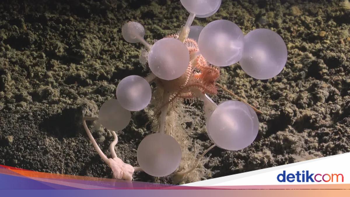 Penemuan Puluhan Spesies Baru dari Laut Dalam: 'Spons Bola Kematian ...