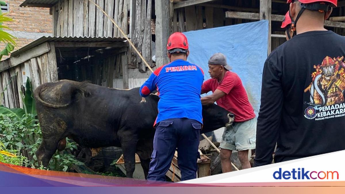 Sapi Lepas dan Ngamuk di Jalanan Boyolali, Damkar Turun Tangan