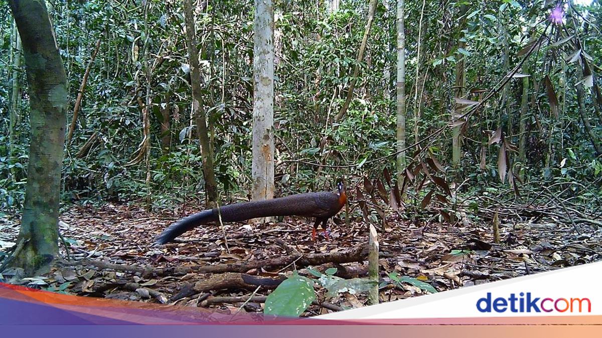 Kuau, Penari Berbuntut Panjang dari Hutan Kalimantan