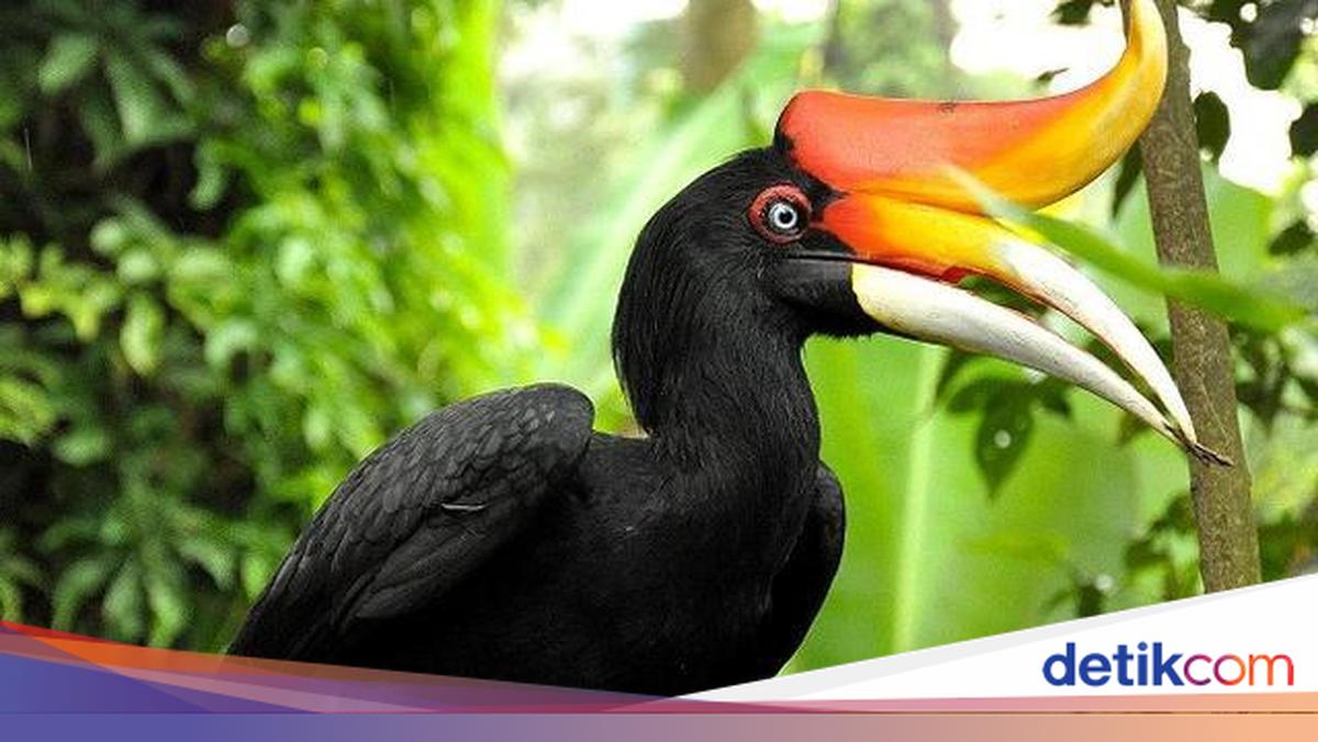 Si Cantik Burung Rangkong Badak yang Kini Telah Langka