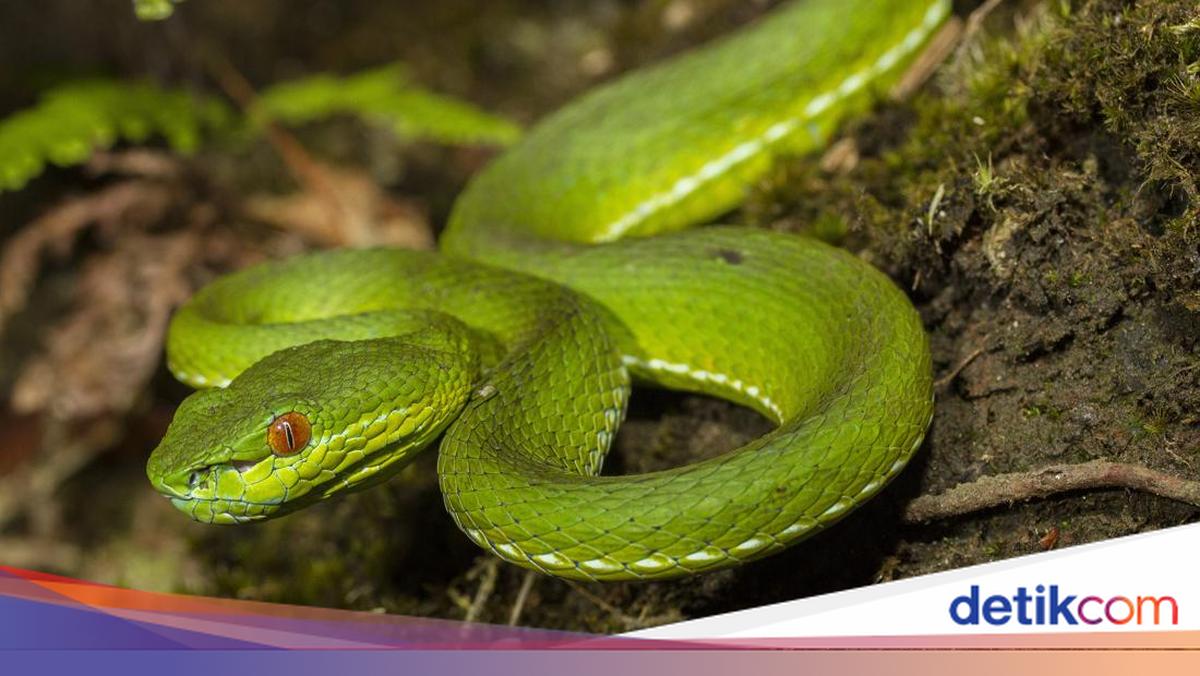 Ular Viper Vs Kobra Jawa, Mana yang Paling Berbahaya?