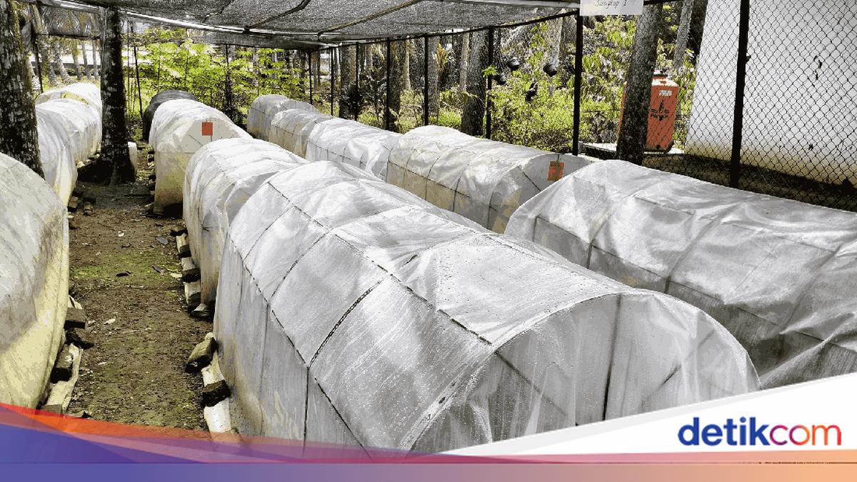 Wuih, Ada Wisata Kebun Kelapa Kopyor di Bogor