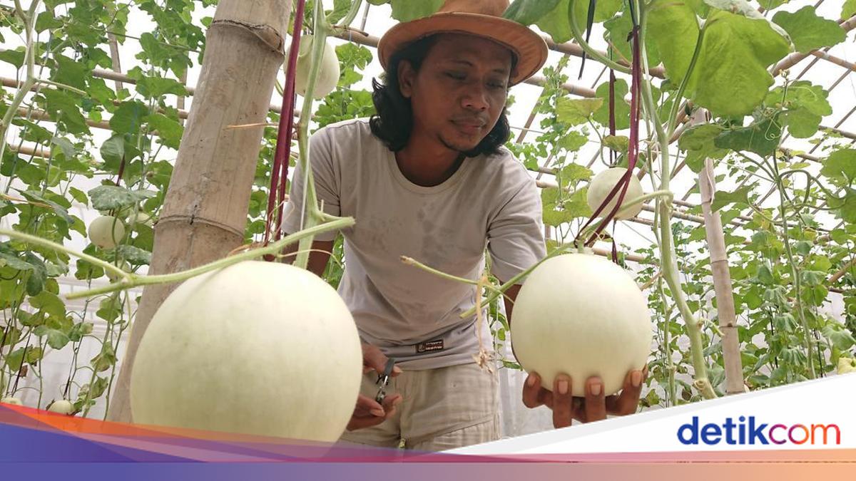 Petani Muda Tulungagung Kembangkan Melon Premium Secara Hidroponik