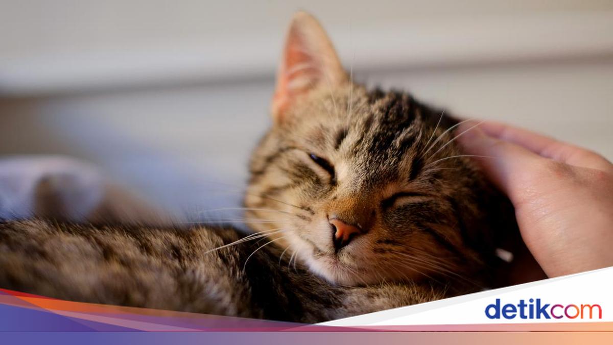 Cara Mengobati Scabies pada Kucing, Perhatikan Lama Pengobatan dan ...