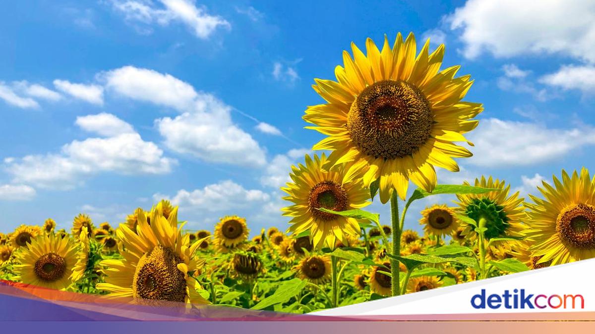 Manfaat Sunflower Oil untuk Kulit, Bisa Bikin Awet Muda?