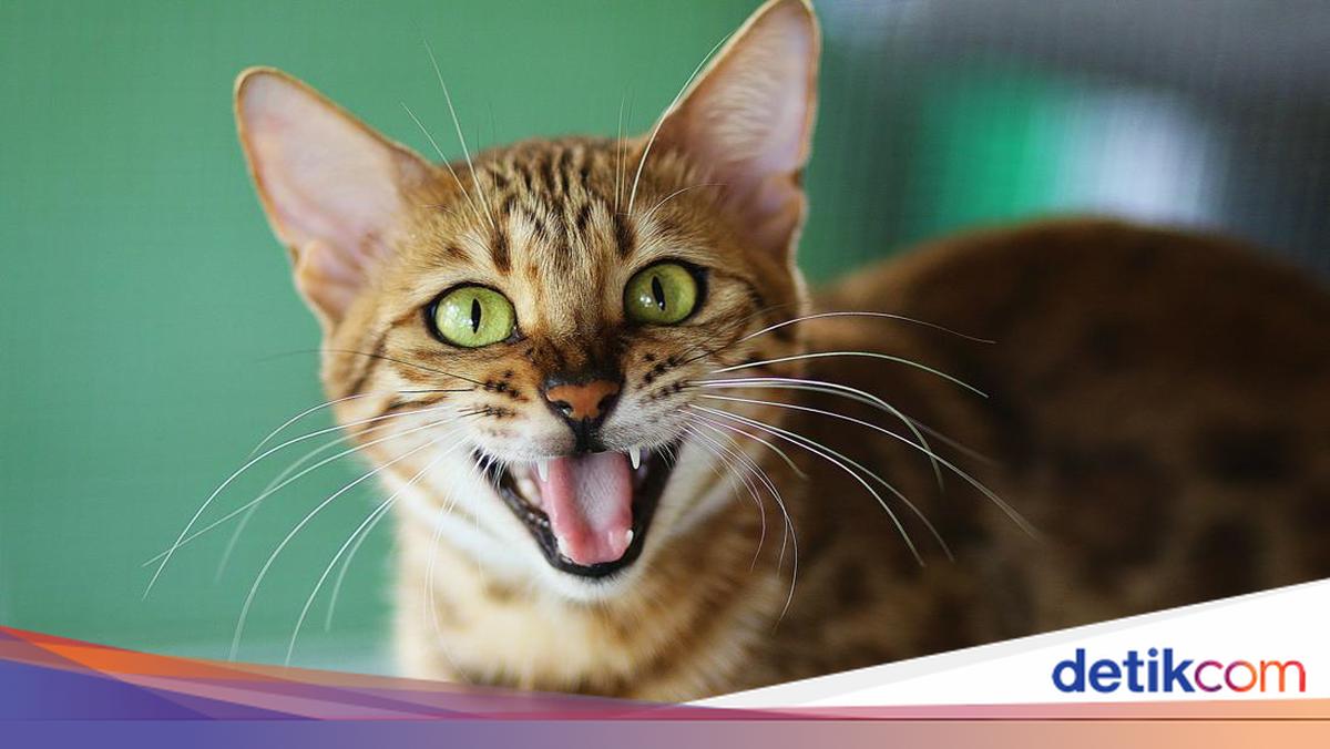 Cara Mengatasi Kucing Birahi Tanpa Dikawinkan agar Tidak Berisik, Ini ...