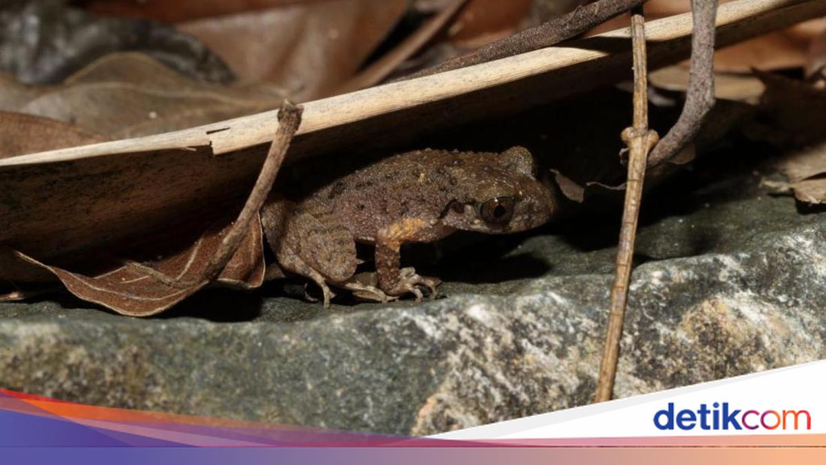 Spesies Katak Baru Punya Nama Unik, Terinspirasi dari Kung Fu