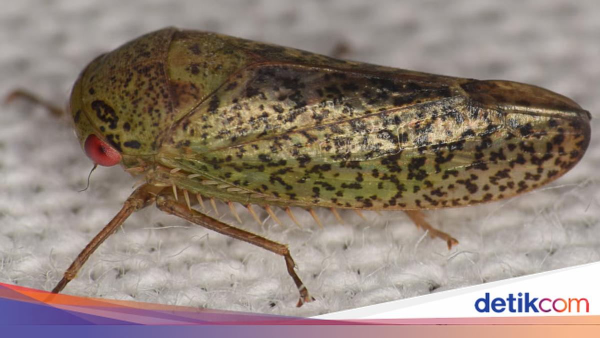 Ilmuwan Temukan 7 Spesies Baru yang Unik, Serangga Tapi Mirip Katak
