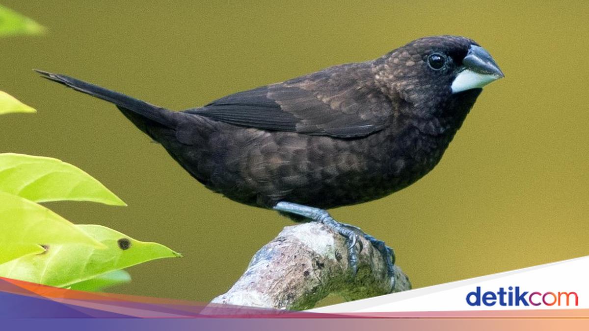 Mengenal Burung Bondol Kalimantan, Si Kecil Gelap Nan Merdu