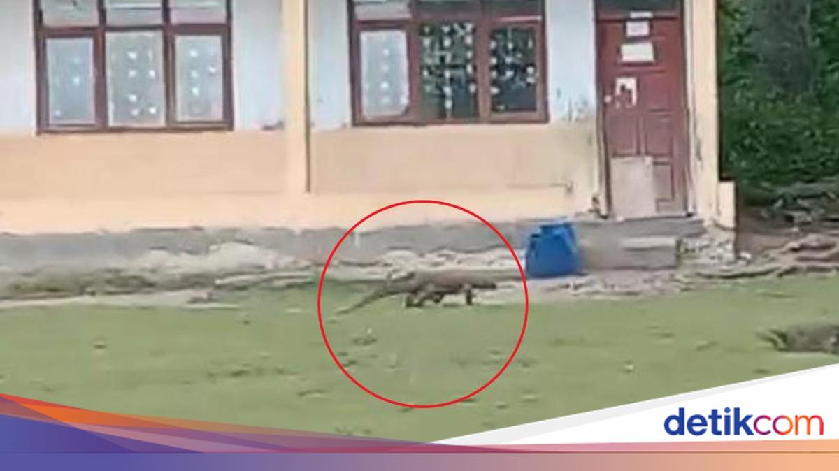 Komodo Masuk Permukiman, DPRD Mabar Desak Pagar Cagar Alam Wae Wuul