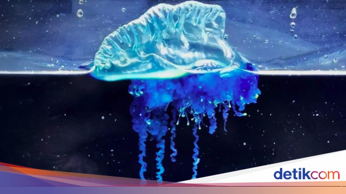 Ubur-ubur 'Samurai', Spesies Baru Nan Mencolok di Lepas Pantai Jepang