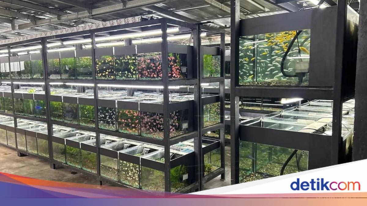Nickz Aquascape, Ruang Kehidupan Mini di Balik Kaca