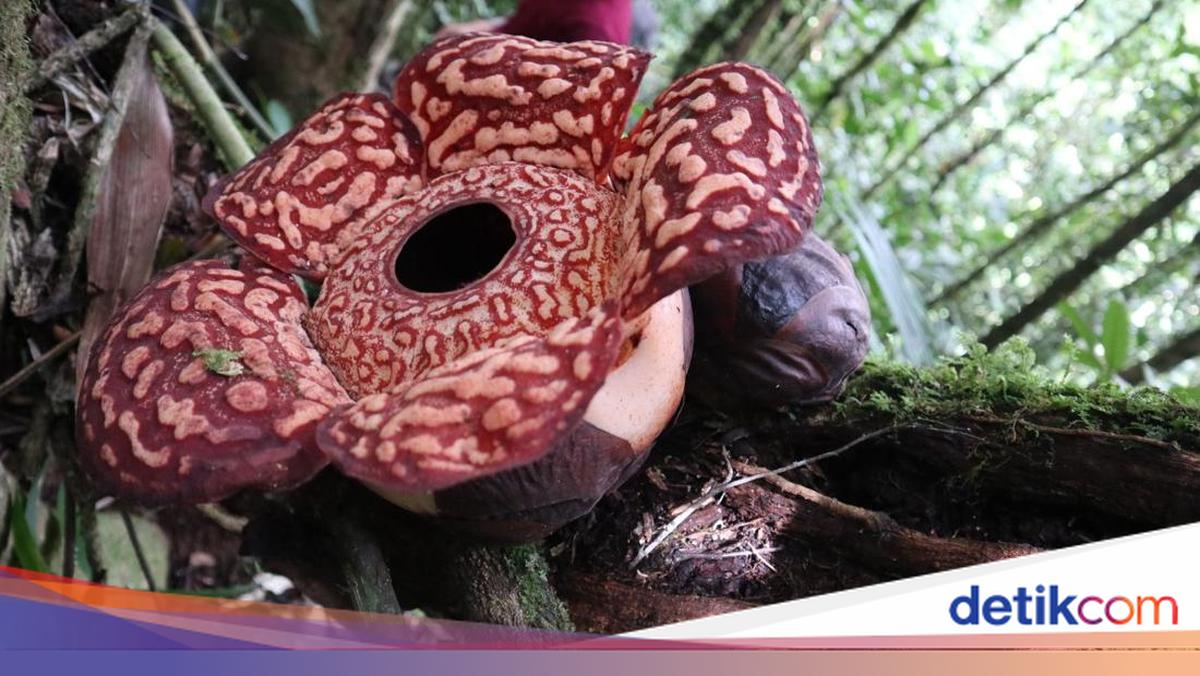 Fakta Unik dalam Siklus Rafflesia Pricei