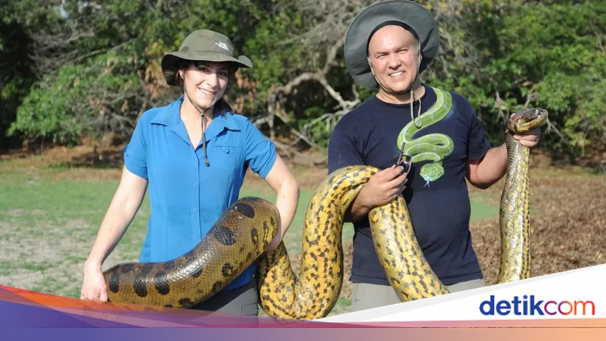Spesies Ular Terbesar di Dunia Terungkap di Hutan Ini, Seberapa Besar?