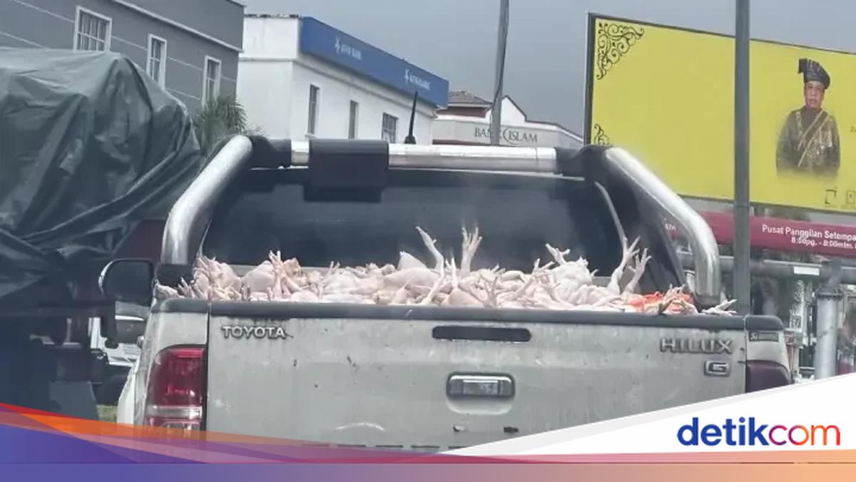 Mobil Bak Terbuka Angkut Ayam Mentah, Higienitasnya Jadi Sorotan