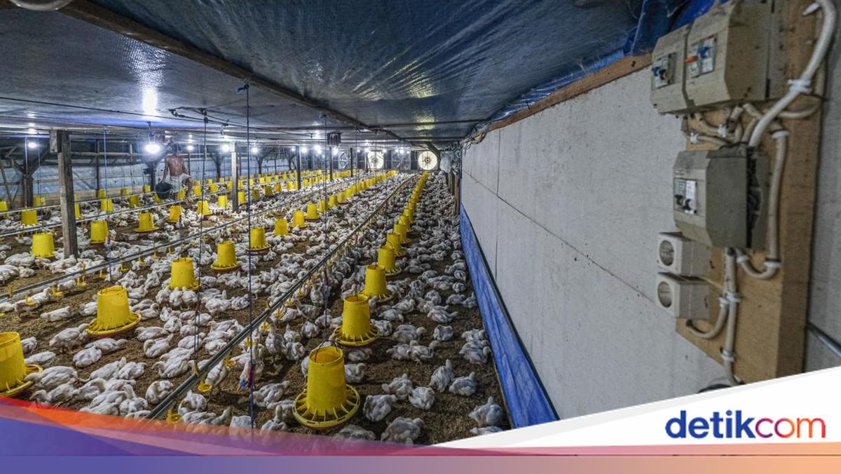 Listrik Byar-Pet, Peternak Ayam di Jateng Ngaku Rugi Puluhan Juta