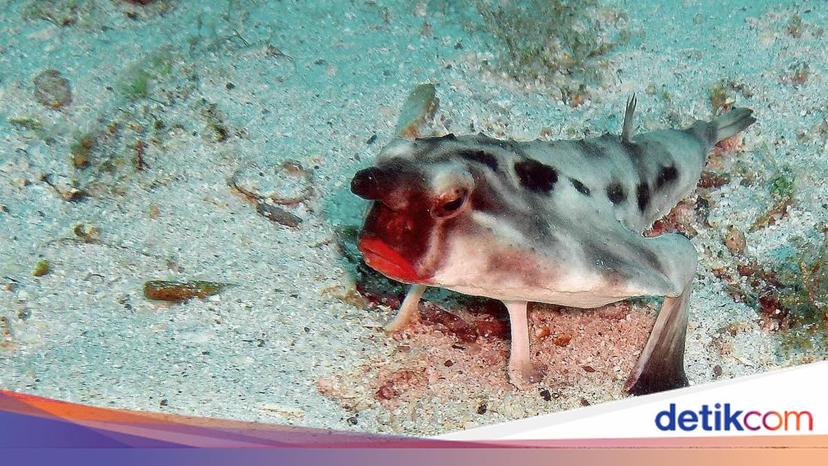 Ikan Ini Punya Bibir Merah Seperti Pakai 'Makeup', Unik Banget!