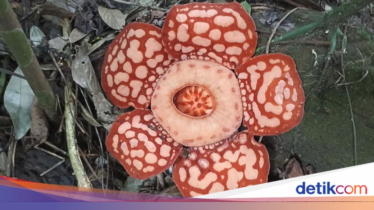 Rafflesia Hasseltii, Bunga Langka yang Ditemukan Setelah 13 Tahun Pencarian