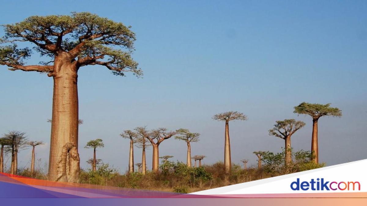 Pohon Ini Tetap Hidup Bertahun-tahun Berkat Ngengat dan Kelelawar, Kok ...