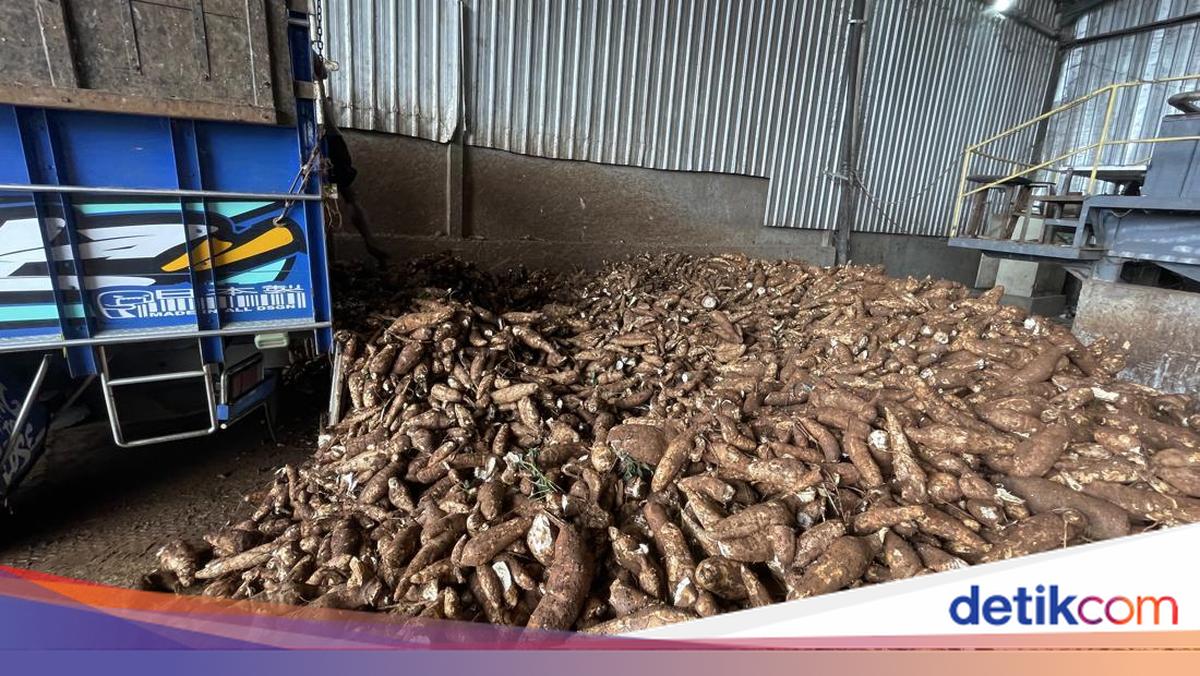 Harga Singkong Anjlok Jadi Rp 750/Kg, Petani Pati Menjerit