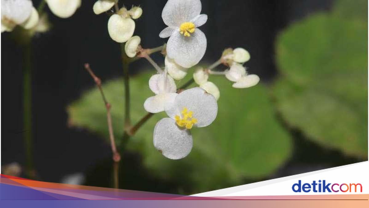 Ilmuwan Temukan Spesies Langka Tanaman Berbunga Putih di Negara Ini ...
