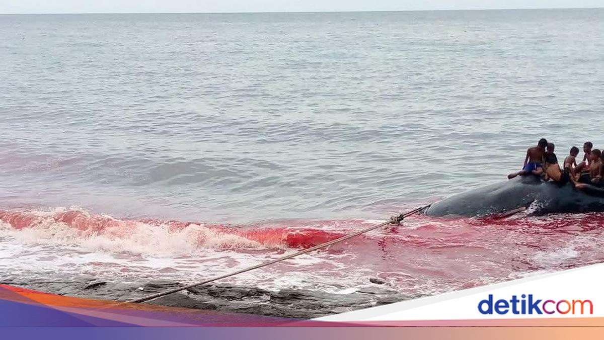 Pilu, Nelayan Tewas Saat Berburu Paus di Lembata