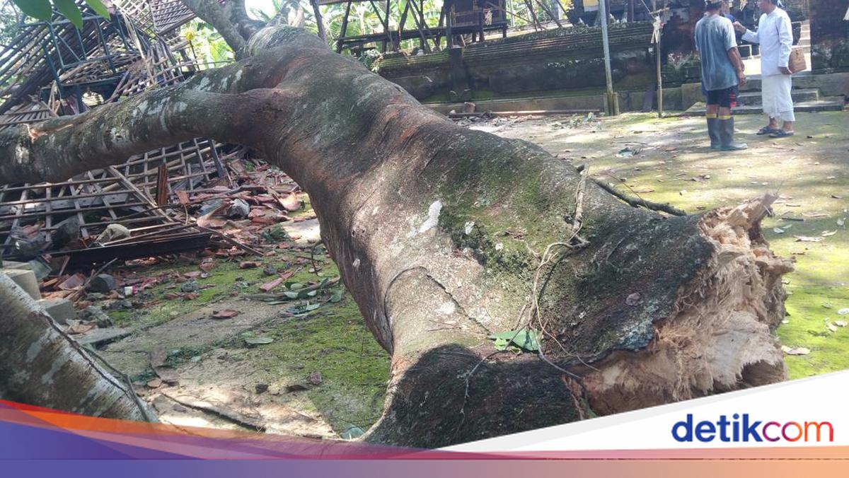 Pohon Bunut Seabad Tumbang di Tabanan, Bale Gong hingga Pelinggih Rusak ...