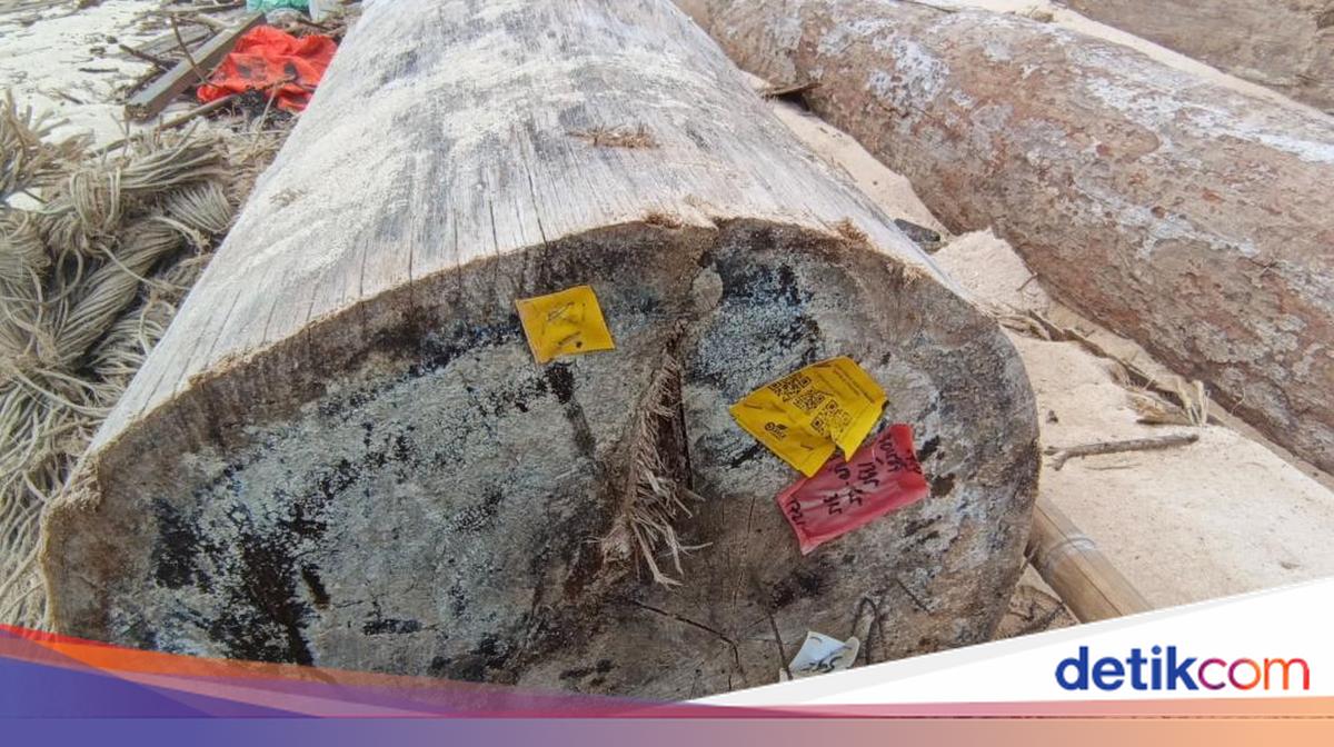 Ada Label Kemenhut di Kayu Gelondongan asal Sumbar yang Terdampar di ...