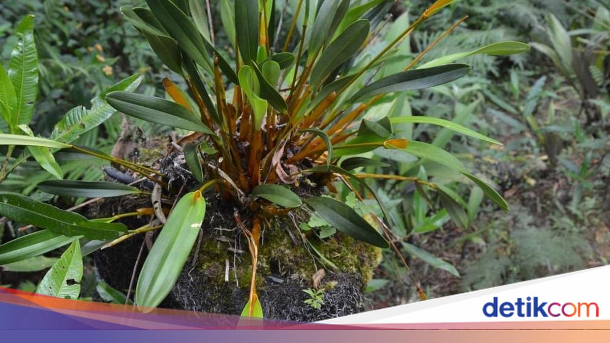 Anggrek Emas Papua, Bukan Sekadar Tanaman Hias, tapi Warisan Leluhur ...