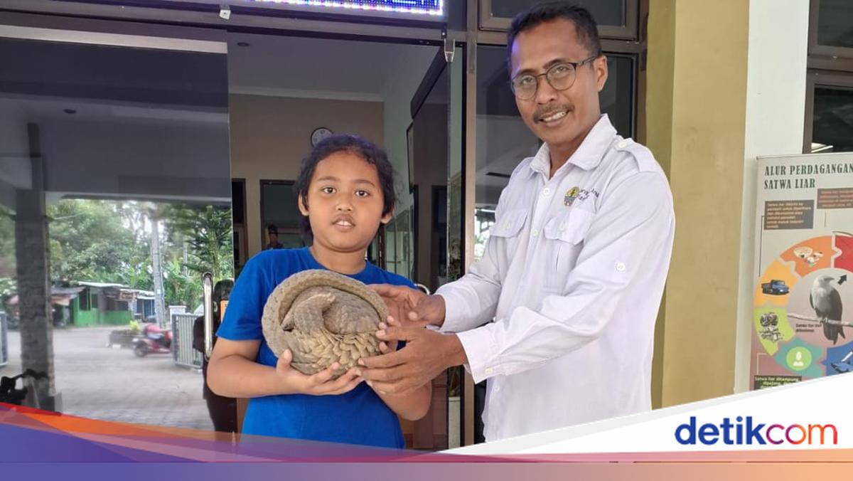 Serahkan Trenggiling Temuan ke BKSDA Jogja, Ini Alasan Mulia Bocah Sleman