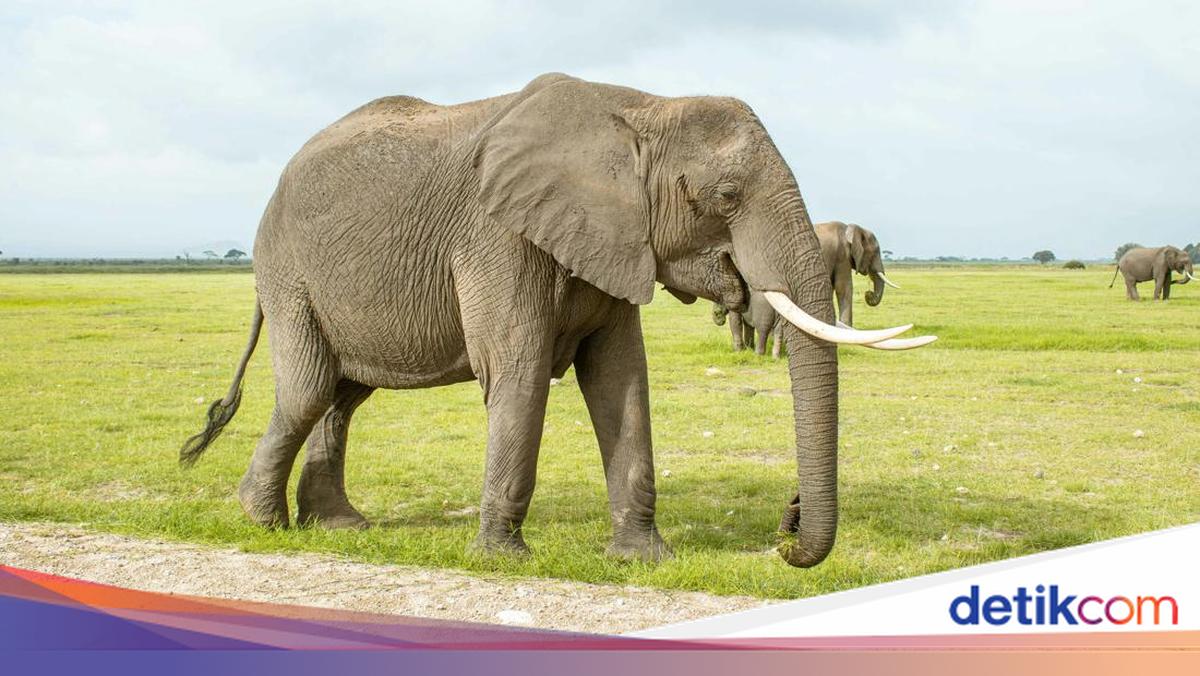 6 Fungsi dan Peran Gajah bagi Keseimbangan Ekosistem, Mengapa Tak Boleh ...