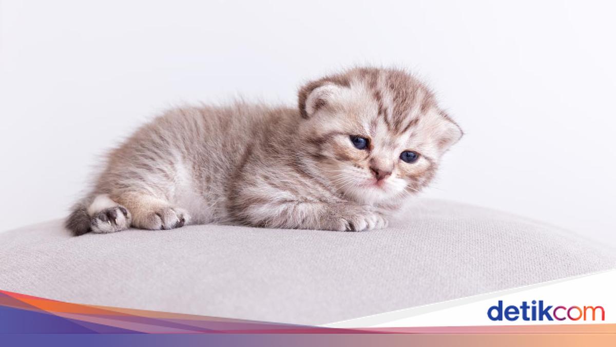 Tak Boleh Sembarangan, Ini 7 Tips Memberi Makan Anak Kucing Sesuai Usianya
