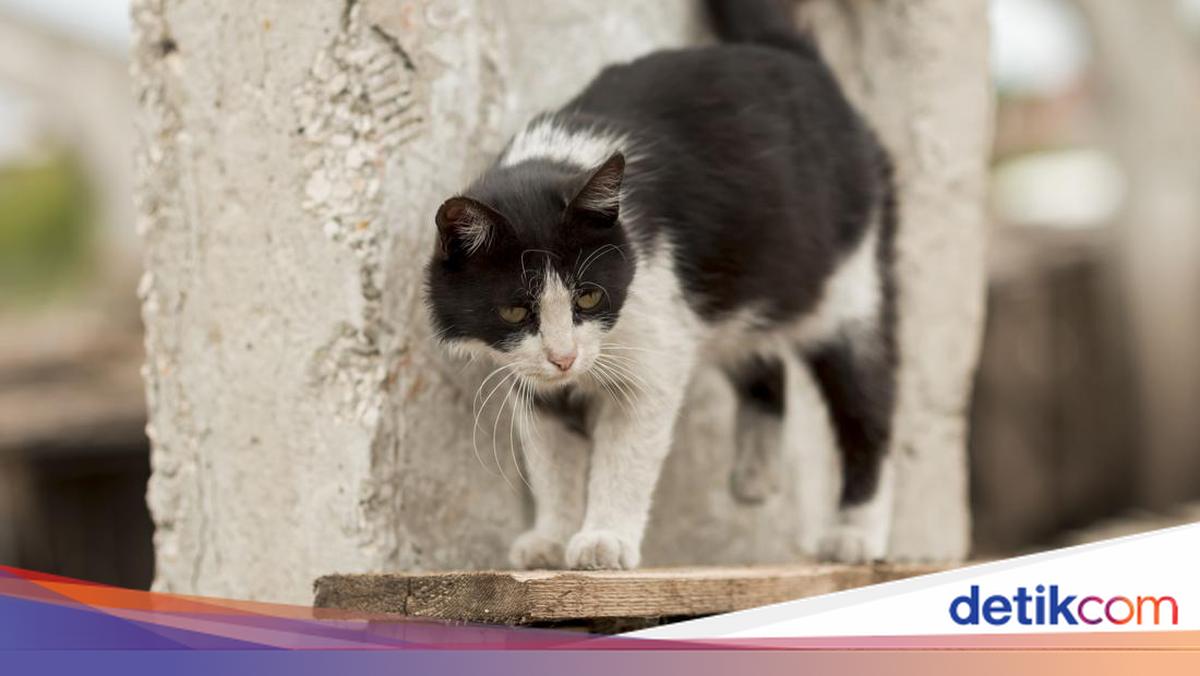 10 Cara Mengusir Kucing Liar di Rumah Tanpa Menyakiti, Bisa Pakai Bahan ...