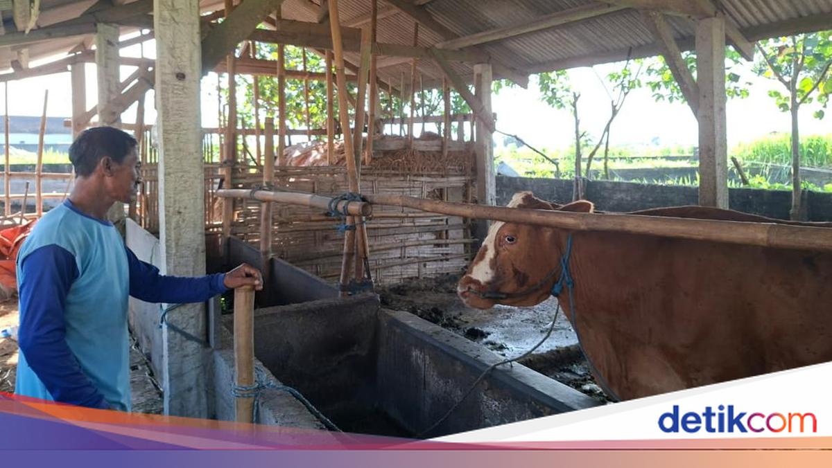 3 Ekor Sapi Milik Warga Blitar Raib Dicuri dalam Semalam