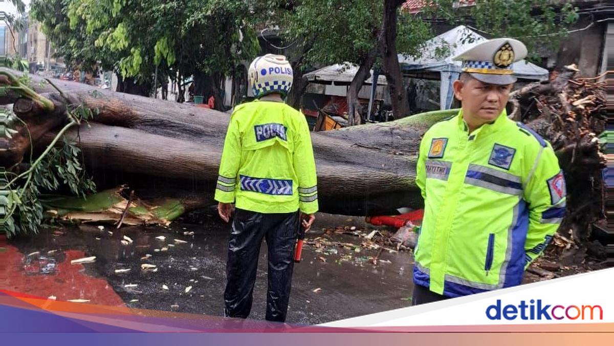 Pohon Tumbang di Pinangsia Jakbar, Rute TransJ Dialihkan