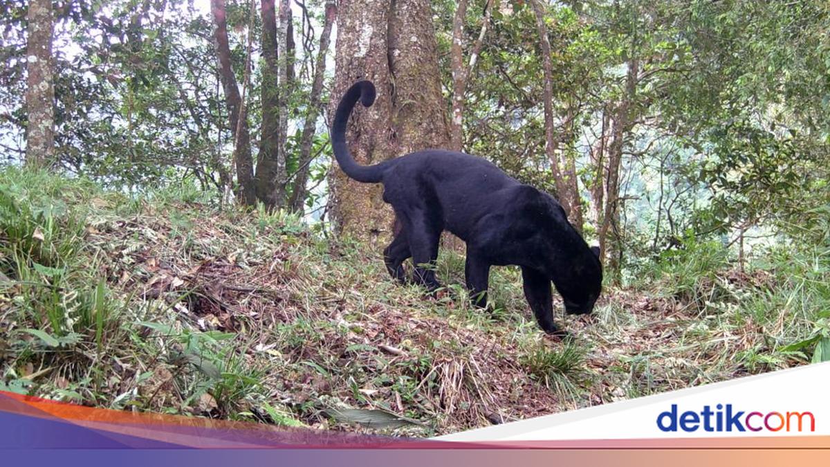 Macan Tutul Ciremai, Predator Puncak yang Kini Terjepit Habitat